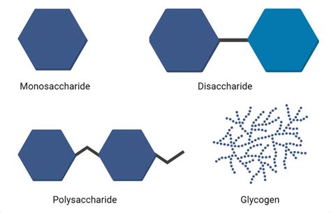 Carbohydrates Definition Structure Types Examples