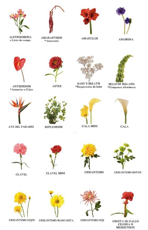Flores Bonitas Descubre Sus Nombres Y Encanto En Tu Jardín Chaingang