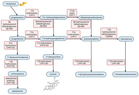 Pitfalls In The Diagnosis And Management Of Hypercortisolism Cushing Syndrome In Humans A