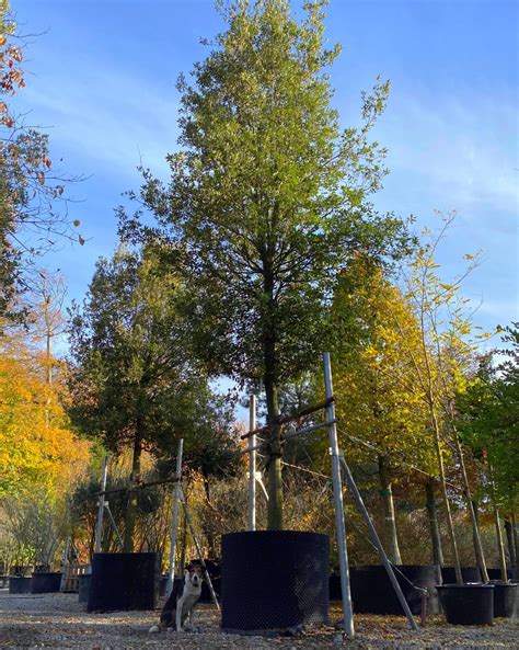 Trees Specimen Evergreen And Deciduous Wholesale Nursery