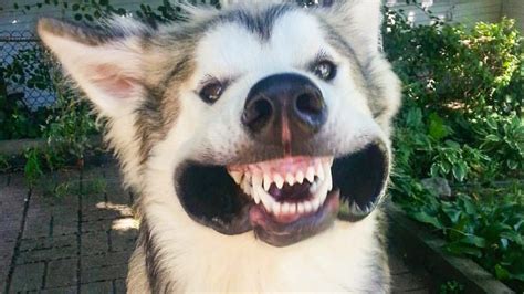 🤣 Funniest 🐶 Dogs Huskies Try Not To Laugh Best Of The 2020 Funny