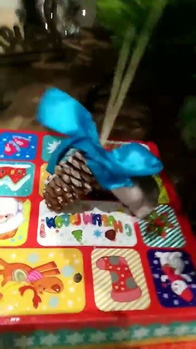 хомячок влюбился Youtube