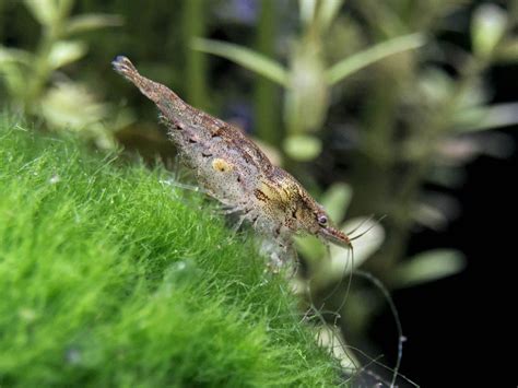 Wild Cherry Shrimp For Sale Australia Neocaridina Micro Aquatic Shop