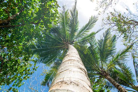 유토이미지 파란하늘과 태양 초록나무들과 야자수