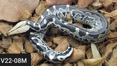 Chrome Sumatran Short Tailed Python By Bio Boutique Morphmarket