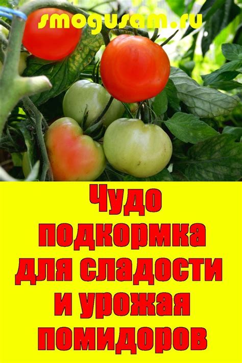 🍅ЧУДО ПОДКОРМКА ДЛЯ САХАРИСТОСТИ И БОЛЬШОГО УРОЖАЯ ТОМАТОВ🍅🍅 Удобрение для сада Органическое