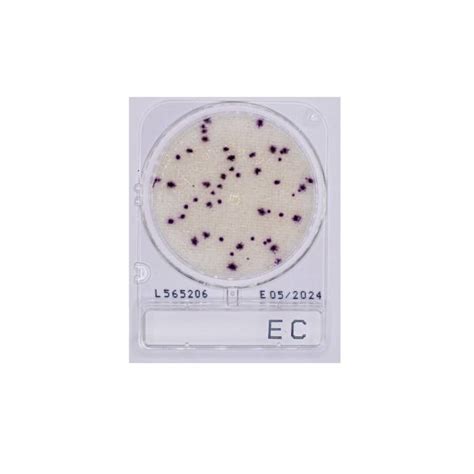 Compact Dry Ec E Coli Calidad Y Seguridad A Tu Alcance