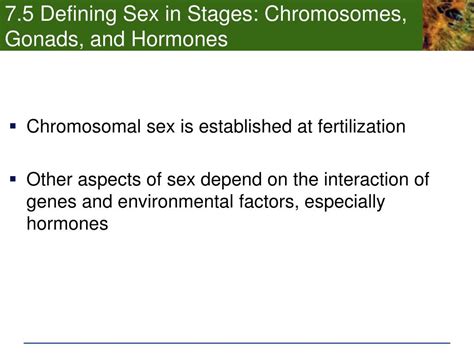 PPT Chp 7 Development And Sex Determination 7 1 The Human Reproductive System PowerPoint