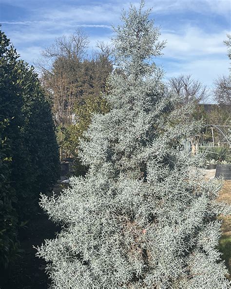 Arizona Cypress Heritage Tree Care Central Texas Arborist Services