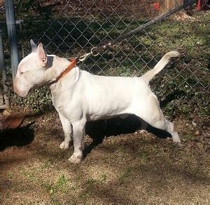 Buff Bull Terrier