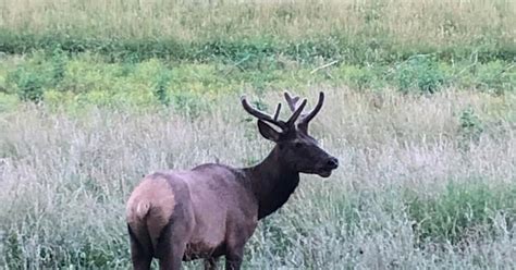 Mdc Seeking Public Input On Cwd Plan For Cervids Sports