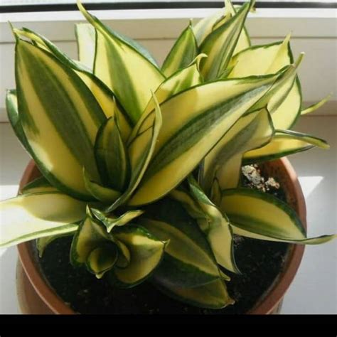 Jual Bunga Sansivera Mini Gold Isi 11 Pcs Sansivera Golden Mini Ready Shopee Indonesia