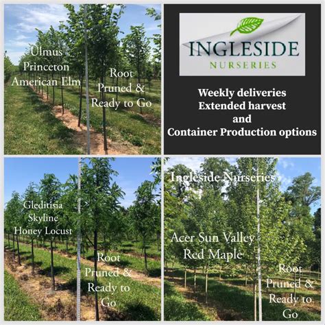 Extended Season Harvest From Virginias Finest•ingleside Nurseries•pot In Pot Production