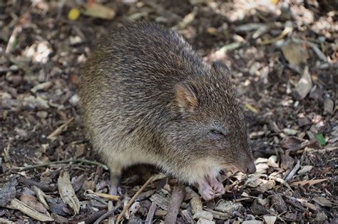 Australian Bandicoot Marsupial Free Photo On Pixabay Pixabay