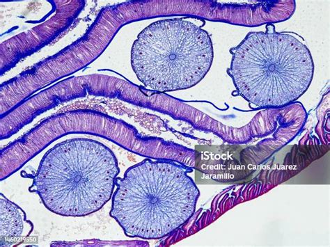 Ascaris Megalocephala Cross Section Under The Microscope Optical