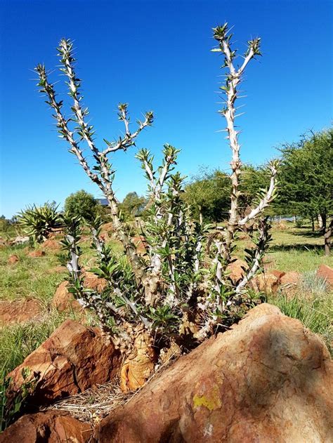 Koedoe Lelie Vaal Retreat Nov 2017