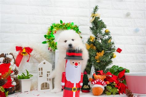 사모예드분양 사랑스러운 애기 강아지 총총이 골든리트리버분양 라브라도리트리버분양 보더콜리분양 도베르만분양 사모예드분양 올드잉글리쉬쉽독분양 시베리안허스키분양 말라뮤트분양