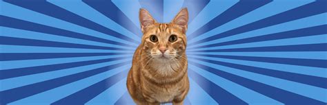 Silly Linguine Cat Simulator Deluxe Online · Steamdb
