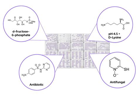 Phenotype Microarrays For Microbial Cells