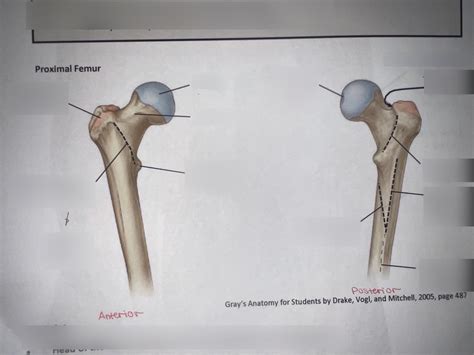 Diagram Of Proximal Femur Quizlet