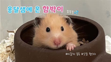 페디그리 햄스터ㅣ물 마시러 왔다가 세수까지 하는 함박이💦 초근접 함박 먹방 촉촉한 함박이의 혓바닥 구경👅 Youtube