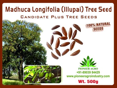 Bokashi Bran Madhuca Lonolia Seeds Illupai Seeds 500g