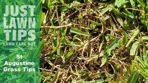 Why Is My St Augustine Grass Turning Yellow And Dying At Amy Dieter Blog
