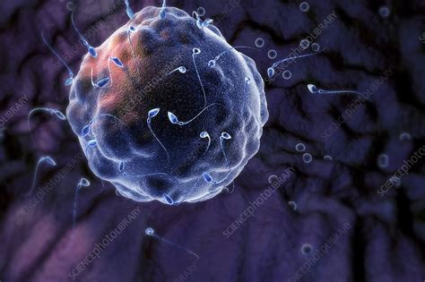 Fertilization Artwork Stock Image C020 1455 Science Photo Library