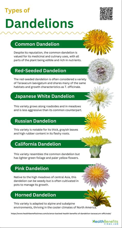 Science Backed Health Benefits Of Dandelion Taraxacum Officinale