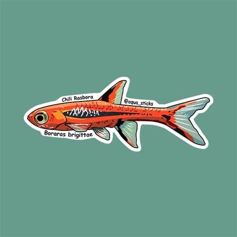 Chili Rasbora Sticker Shrimp Nation