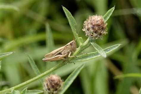 Grasshopper Heaven At Southdown Corner Seaford Environmental Alliance