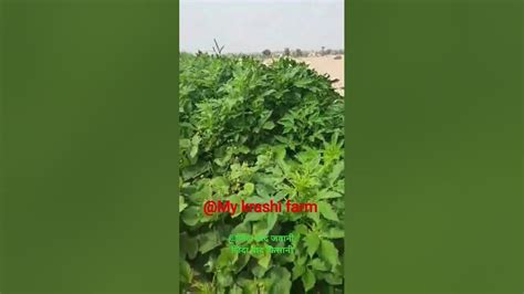 My Krashi Farm Youtube