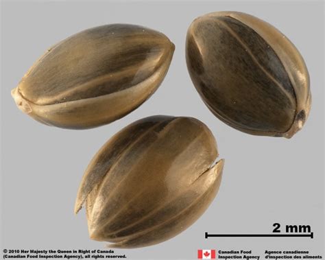 Panicum L Spp Idseed