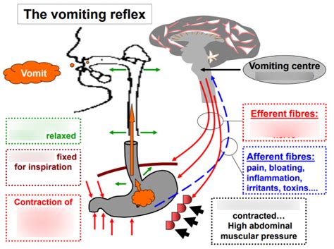 Diagram Of The Vomiting Reflex Quizlet