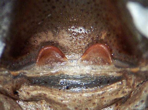 How To Sex Your Tarantula Tarantula Forum