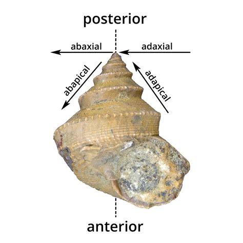 11 Gastropoda Shell Form Digital Atlas Of Ancient Life