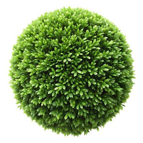 Top View Of Decorative Green Bush On White Background Premium Ai