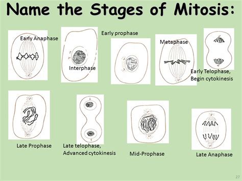 Late Metaphase