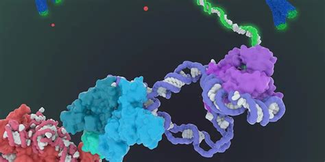 Scientists Discover Structure Of Enzyme Telomerase