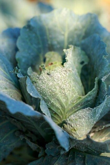 Premium Photo Aphids On Cabbage