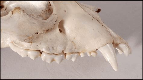 “my What Big Teeth You Have ” A Guide To Large Mammal Teeth Found In