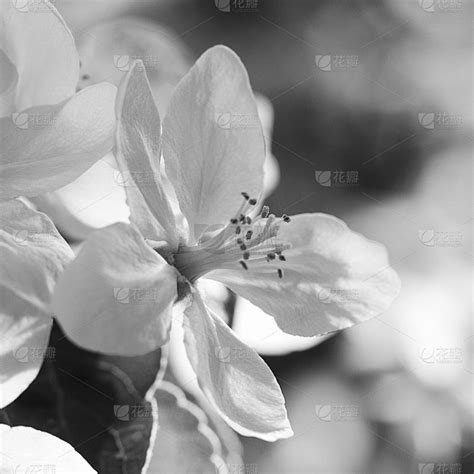 白苹果的花