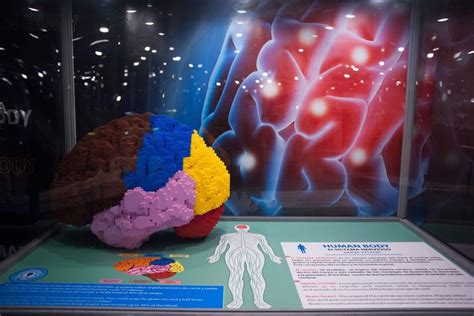 Not A ‘discredited Theory Of The Human Brain Wsj