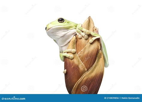 Green Tree Frog On White Background Stock Photo Image Of Amphibians Eyes
