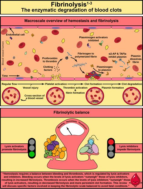 Fibrinolysis An Illustrated Review Pmc