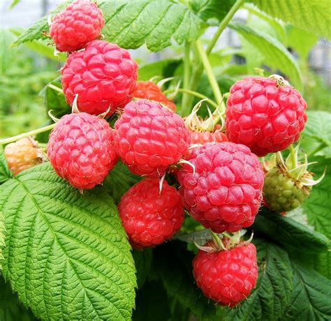 Raspberry Malling Promise 3 Litre Stewarts Garden Centre