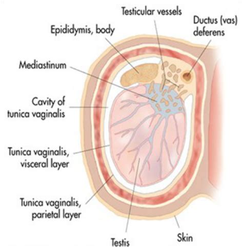 Testis Cross Section Labeled
