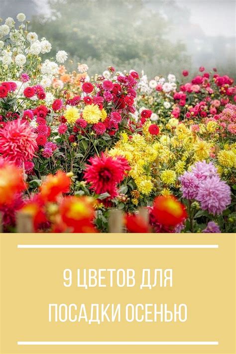 Какие цветы посадить осенью 9 лучших растений