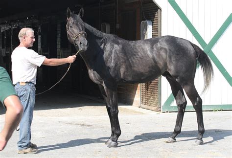 Rare Form Rare Form At Upson Downs Farm Churchill Downs R Flickr