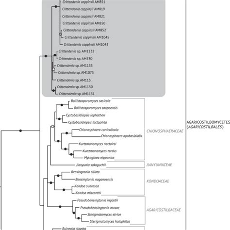 Fifty Percent Majority Rule Bayesian Consensus Tree From The Combined Download Scientific